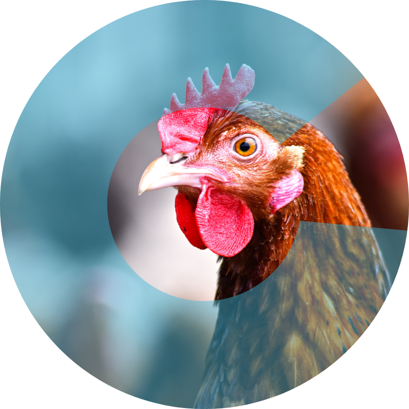 Calier | Medicamentos Veterinarios